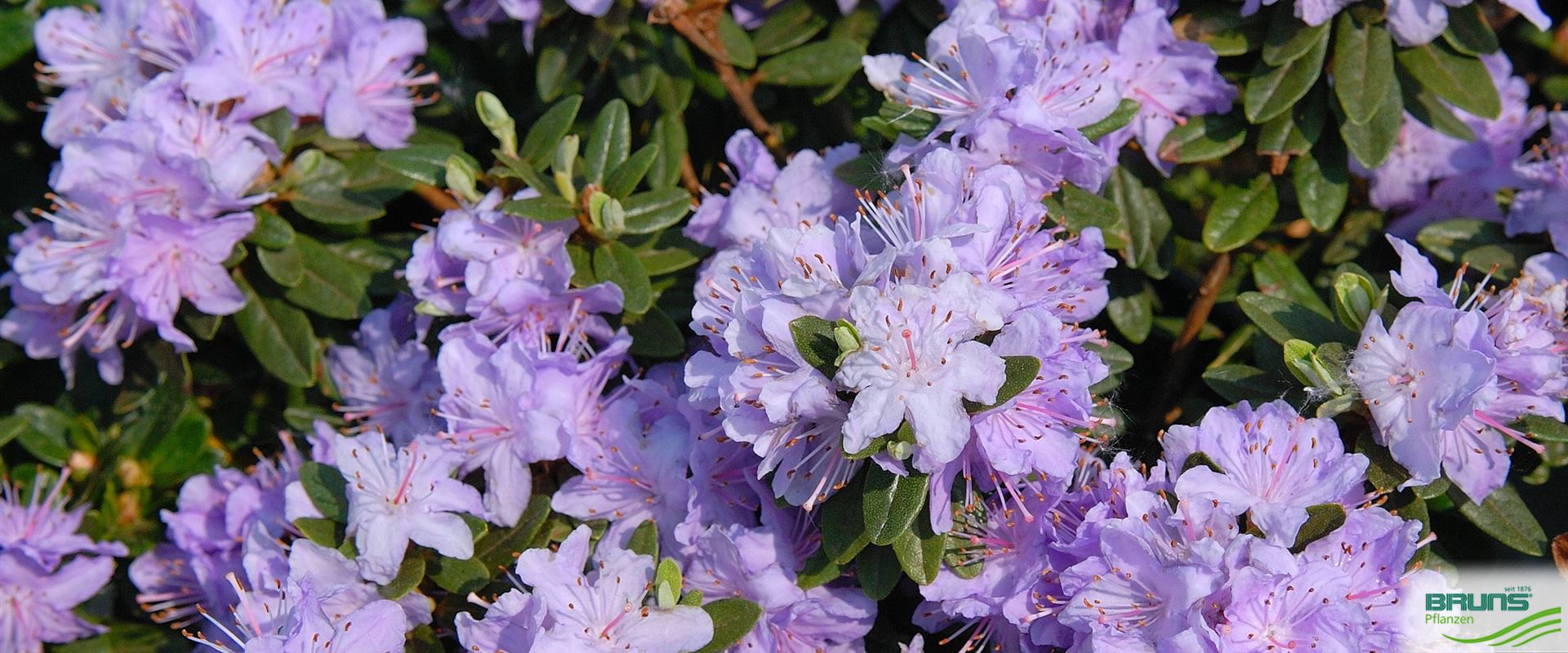 Rhododendron 'Ramapo' von Bruns Pflanzen