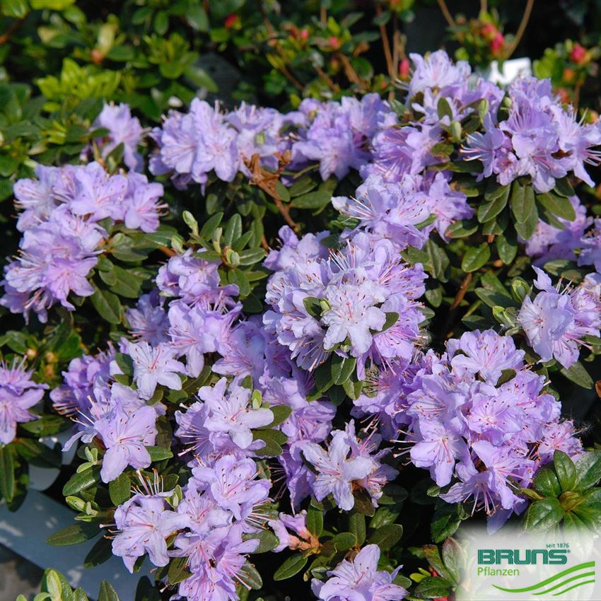 Rhododendron 'Ramapo' von Bruns Pflanzen