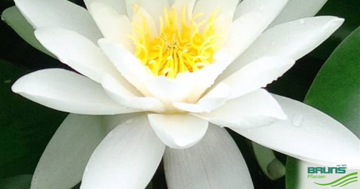 Nymphaea alba, White Waterlily von Bruns Pflanzen