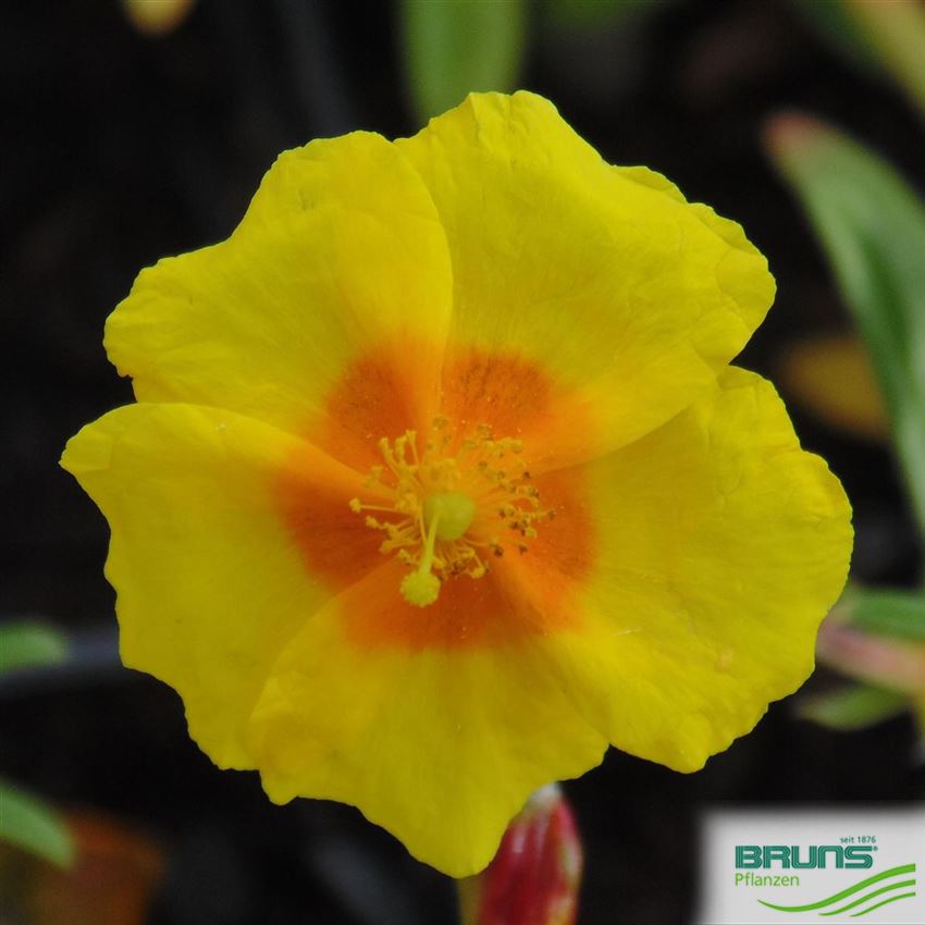 Helianthemum 'Golden Queen' von Bruns Pflanzen