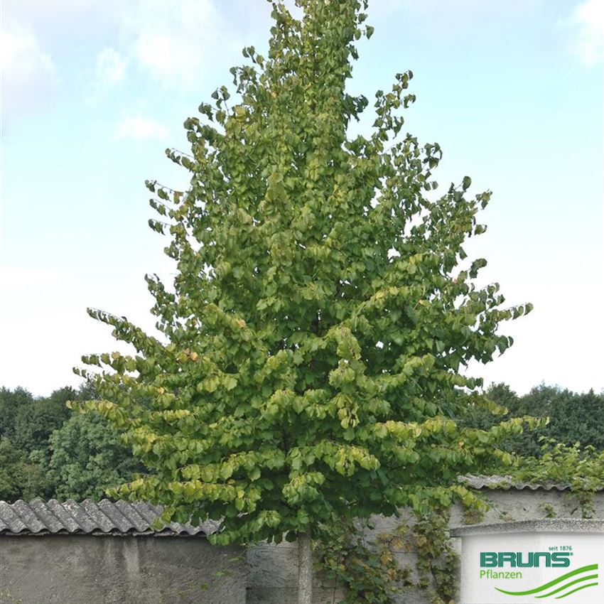 Corylus colurna, Turkish hazel von Bruns Pflanzen