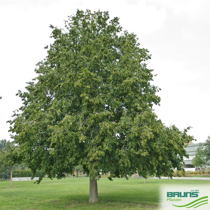 Corylus colurna, Baum-Hasel, Türkische Hasel von Bruns Pflanzen