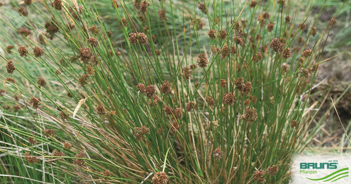 Juncus effusus, native Soft Rush von Bruns Pflanzen