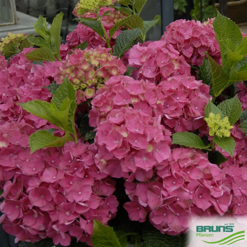 Hydrangea macrophylla 'Forever & Ever (R) Red' von Bruns Pflanzen