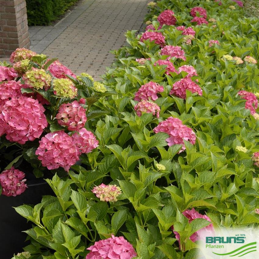Hydrangea macrophylla 'Forever & Ever (R) Red' von Bruns Pflanzen