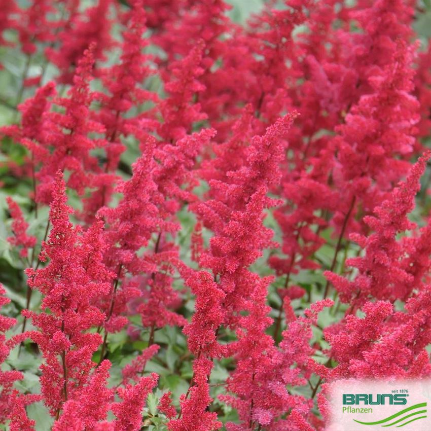 Astilbe arendsii 'Fanal' von Bruns Pflanzen