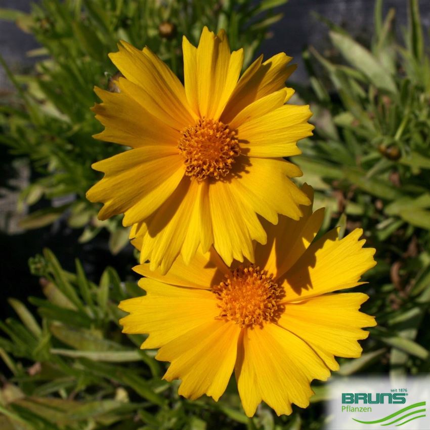 Coreopsis grandiflora 'Schnittgold' von Bruns Pflanzen