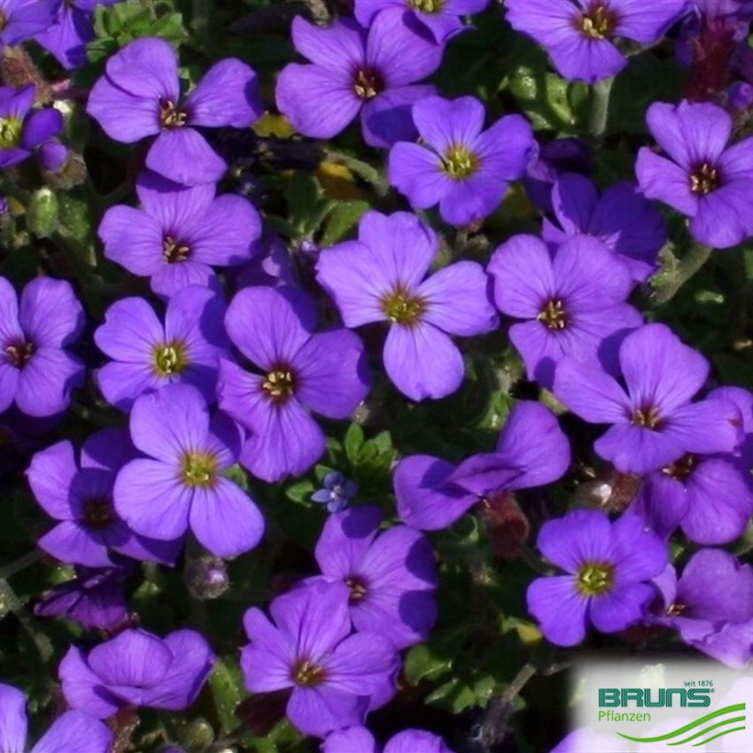 Aubrieta 'Blue Emperor' von Bruns Pflanzen
