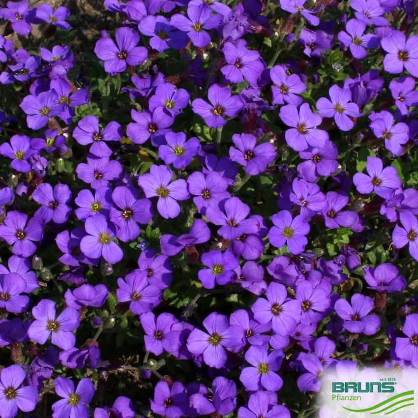 Aubrieta 'Blue Emperor' von Bruns Pflanzen