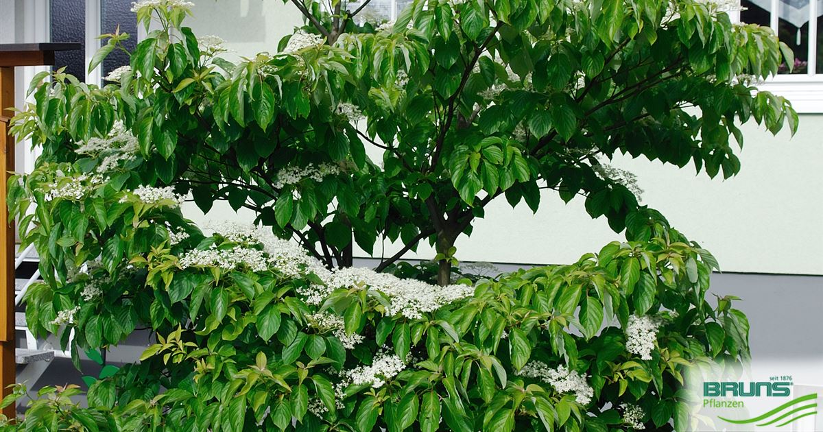 Cornus alternifolia, Green osier von Bruns Pflanzen