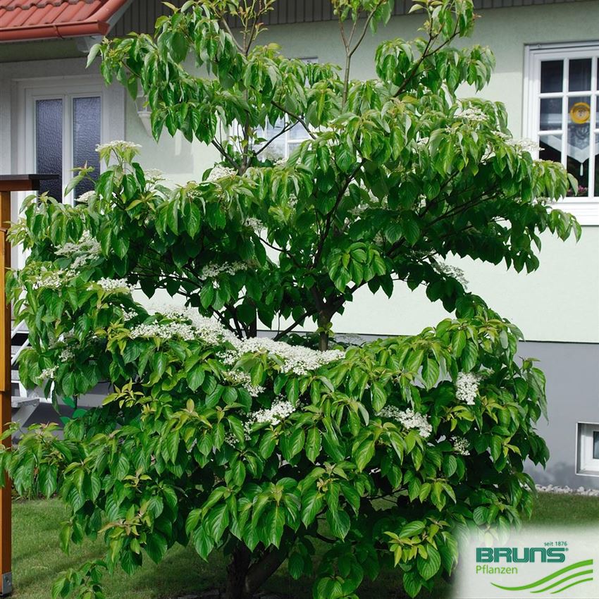 Cornus alternifolia, Green osier von Bruns Pflanzen