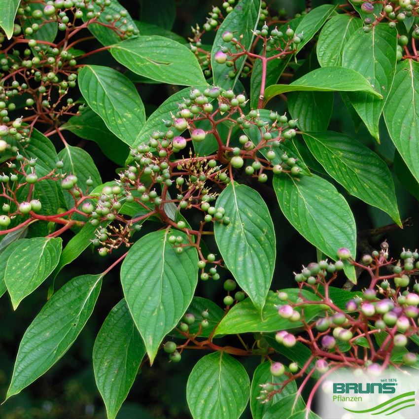 Cornus alternifolia, Green osier von Bruns Pflanzen