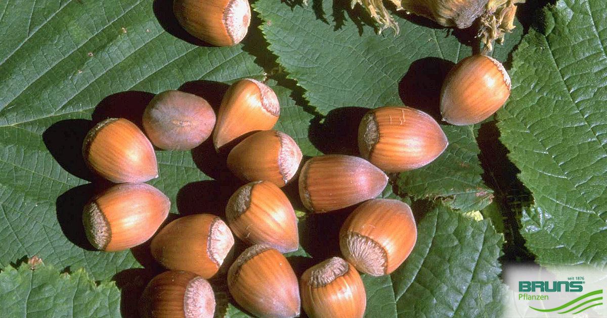 Corylus avellana 'Cosford' von Bruns Pflanzen