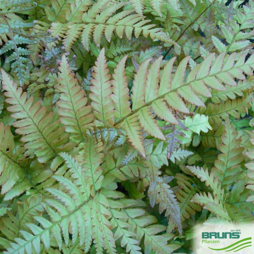 Dryopteris erythrosora, Copper Fern von Bruns Pflanzen