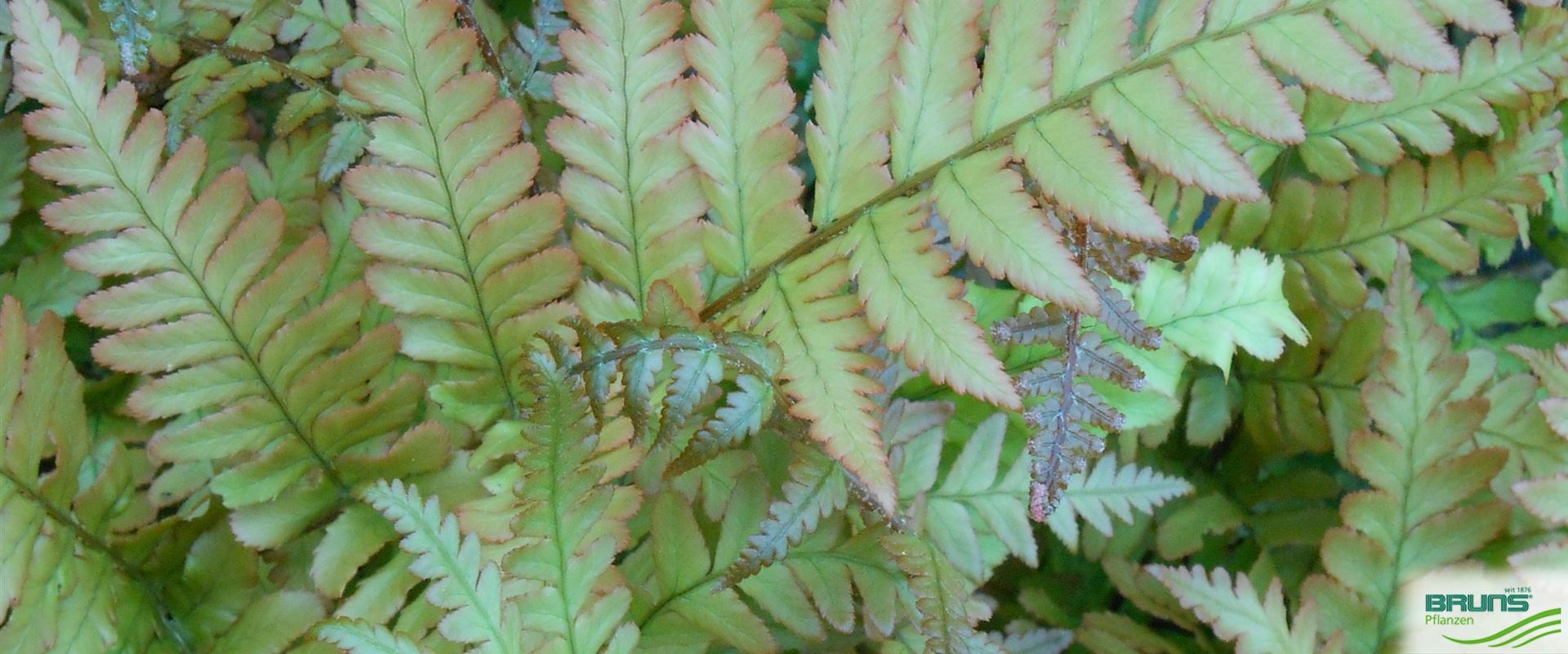 Dryopteris erythrosora, Copper Fern von Bruns Pflanzen