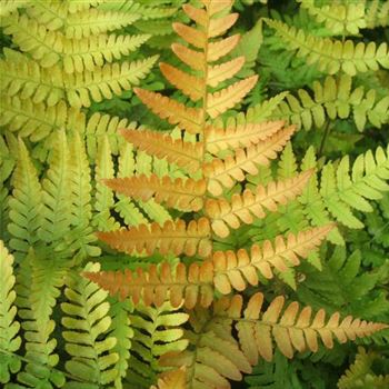 Dryopteris erythrosora, Copper Fern von Bruns Pflanzen