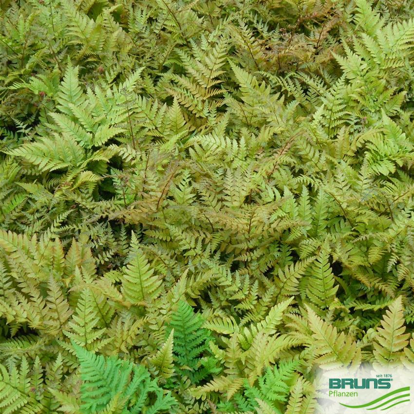 Dryopteris erythrosora, Copper Fern von Bruns Pflanzen