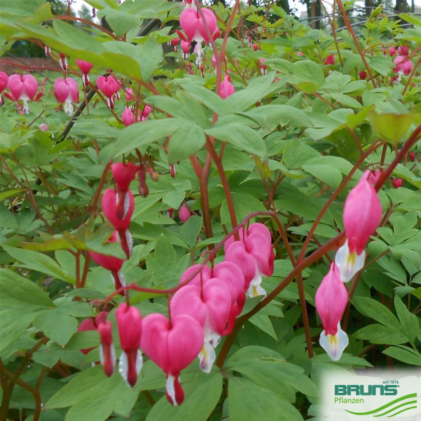 Dicentra spectabilis, Bleeding Heart von Bruns Pflanzen