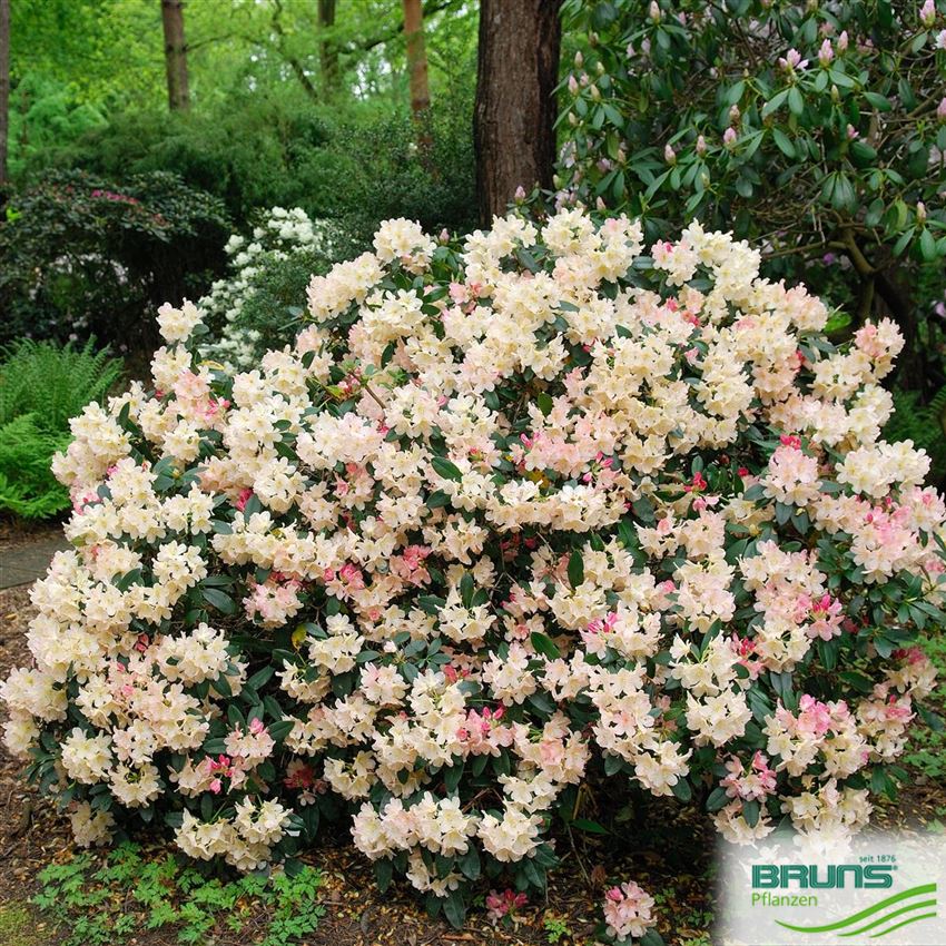 Rhododendron yakush. 'Percy Wiseman' von Bruns Pflanzen