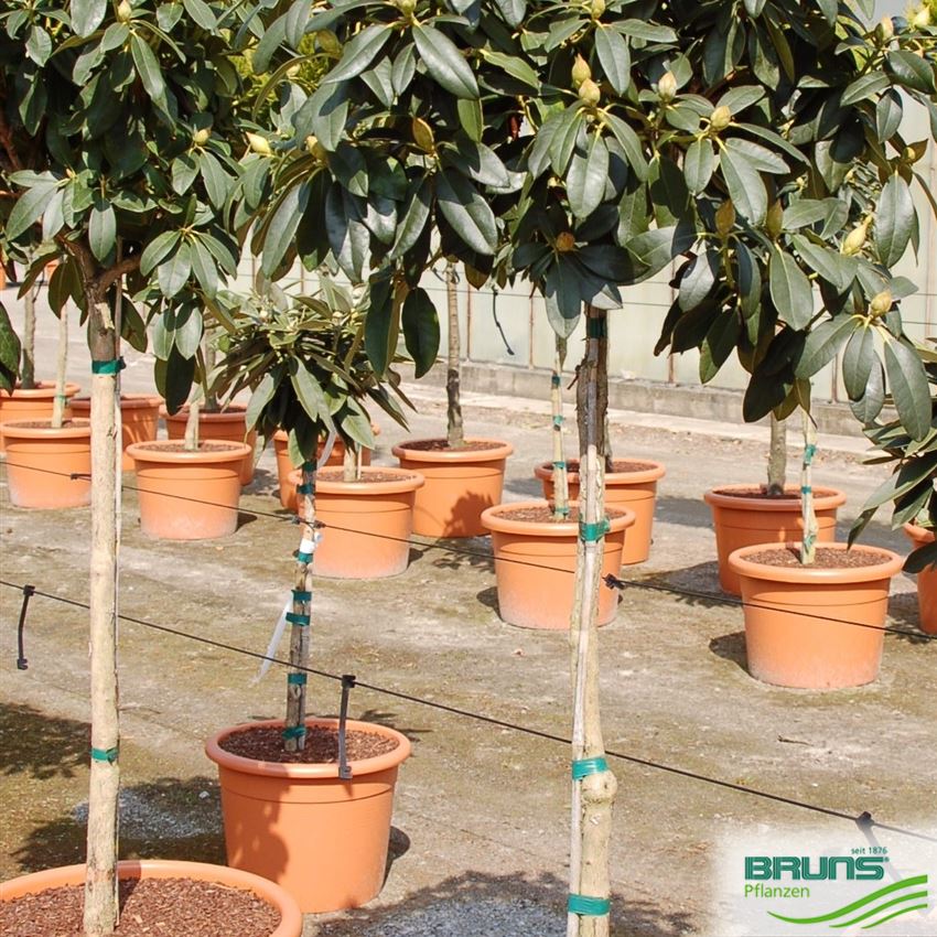 Rhododendron yakush. 'Percy Wiseman' von Bruns Pflanzen