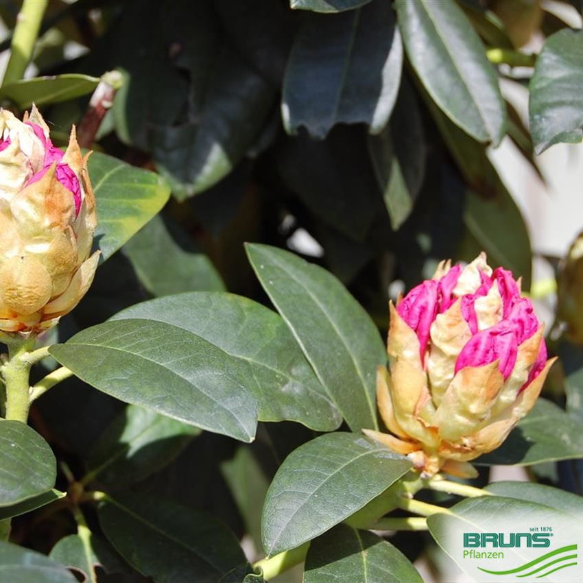 Rhododendron yakush. 'Percy Wiseman' von Bruns Pflanzen