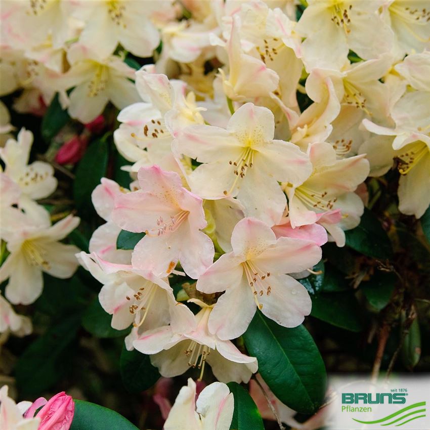 Rhododendron yakush. 'Percy Wiseman' von Bruns Pflanzen