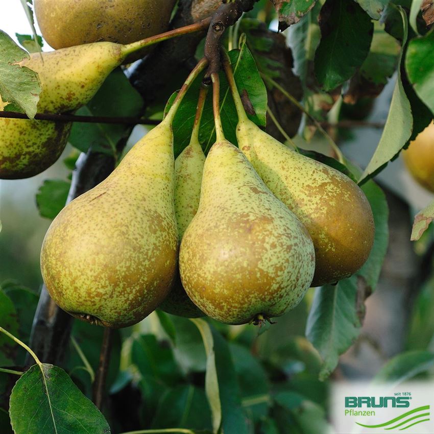 Pyrus communis 'Conference' von Bruns Pflanzen