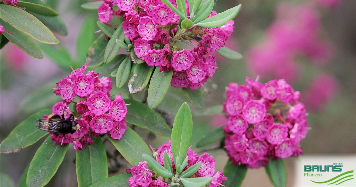 Kalmia angustifolia 'Rubra', Sheep laurel von Bruns Pflanzen