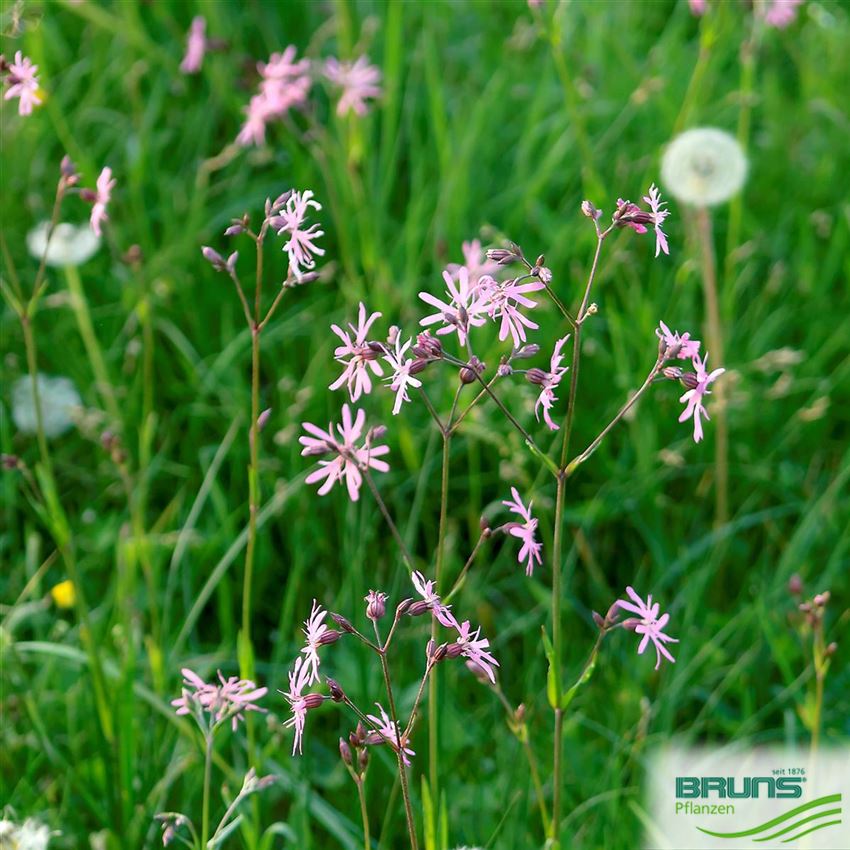 Lychnis flos-cuculi von Bruns Pflanzen