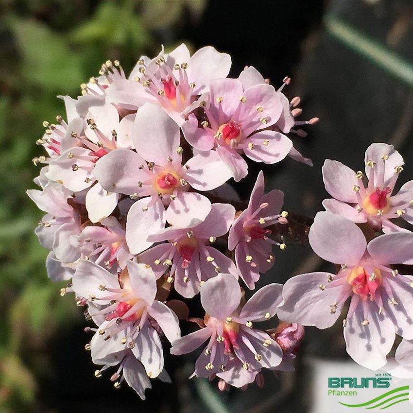Darmera peltata von Bruns Pflanzen