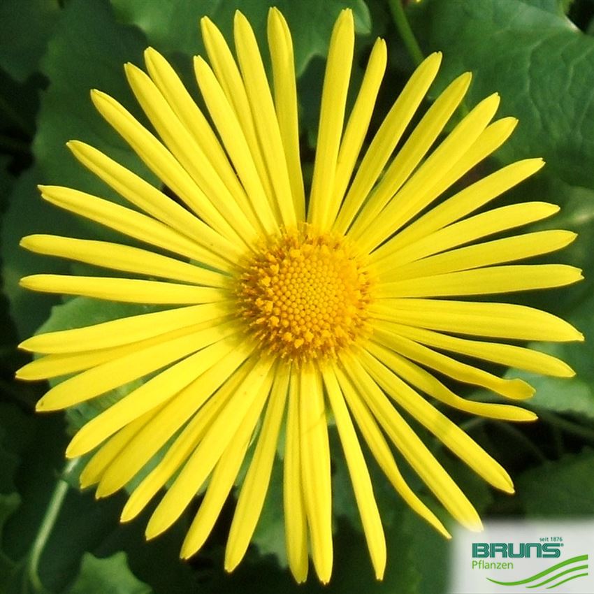 Doronicum orientale von Bruns Pflanzen