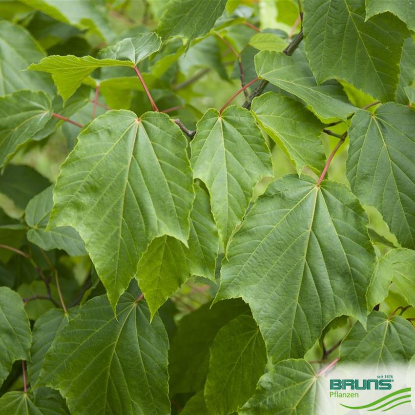 Acer rufinerve, Rostbart-Ahorn von Bruns Pflanzen