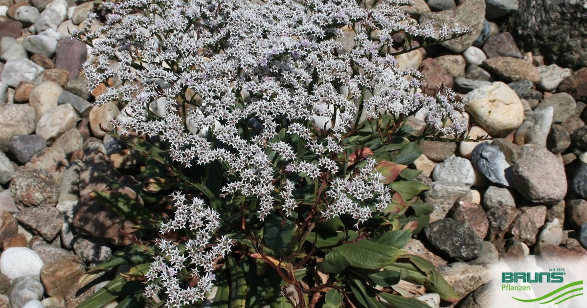 Goniolimon tataricum von Bruns Pflanzen