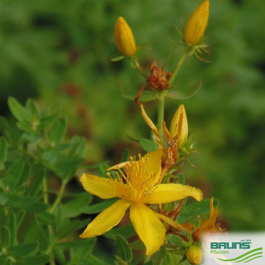 Hypericum perforatum von Bruns Pflanzen