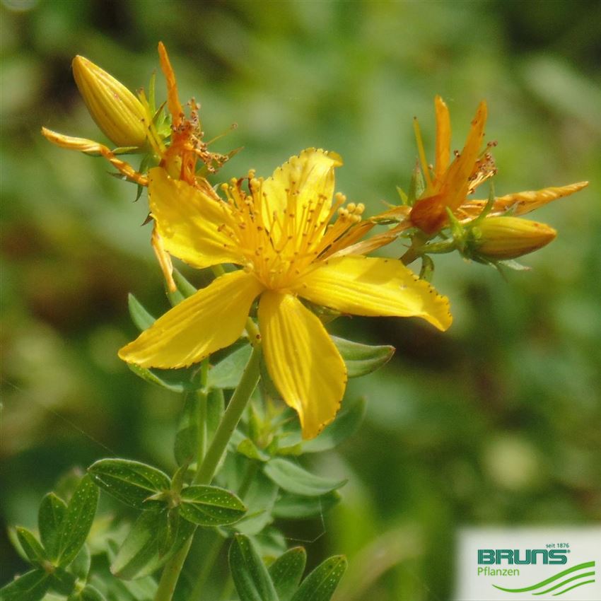 Hypericum perforatum von Bruns Pflanzen