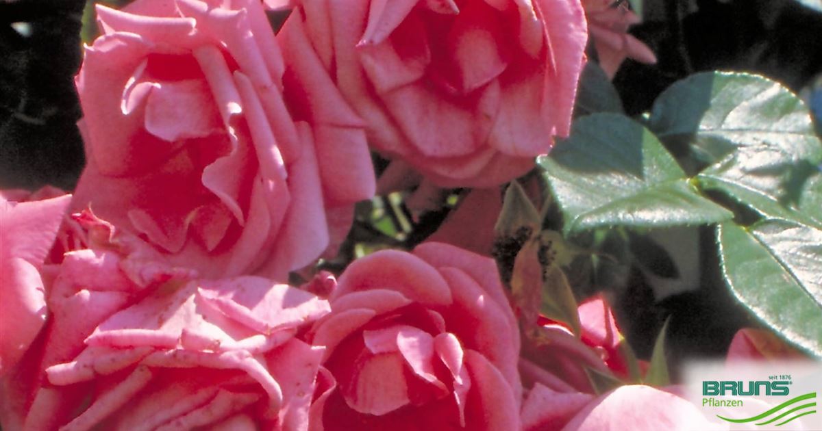 Kletterrose 'Coral Dawn' (R) von Bruns Pflanzen