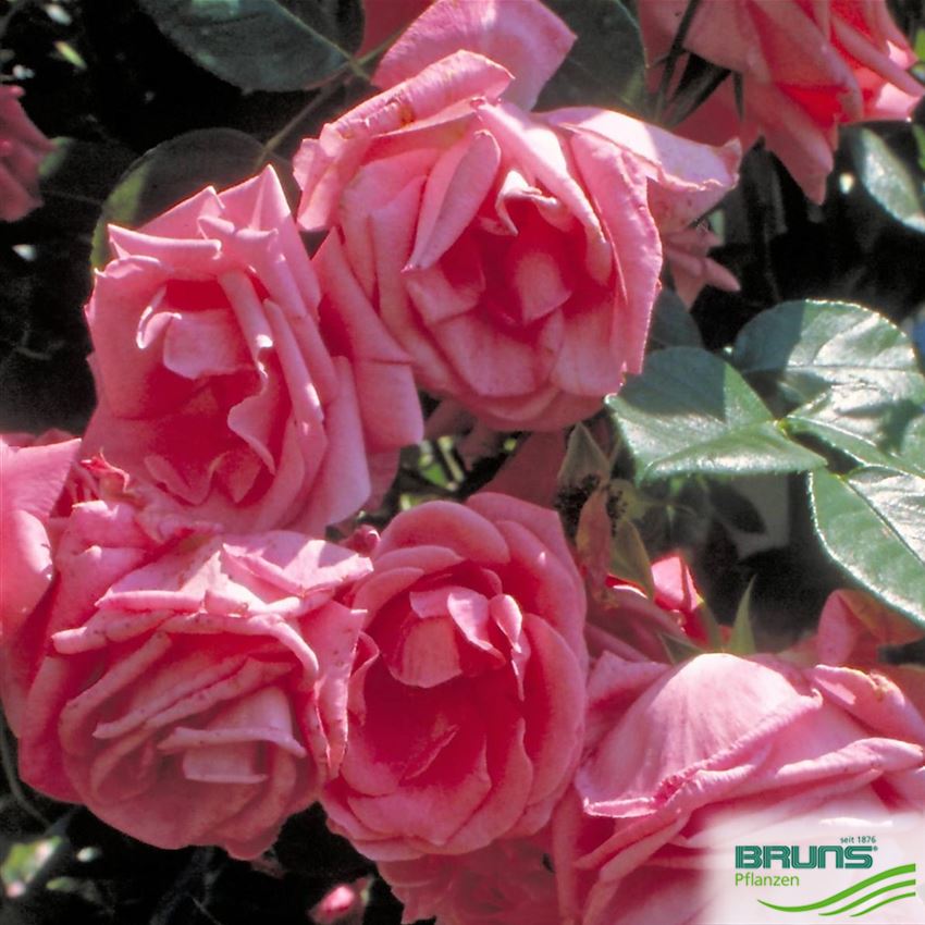 Kletterrose 'Coral Dawn' (R) von Bruns Pflanzen