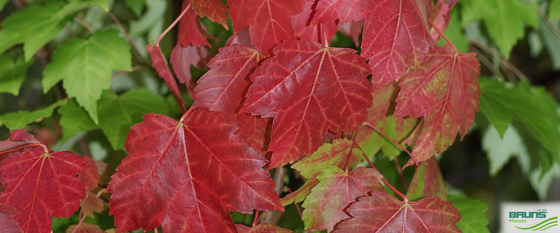 Acer rubrum 'Red Sunset' von Bruns Pflanzen