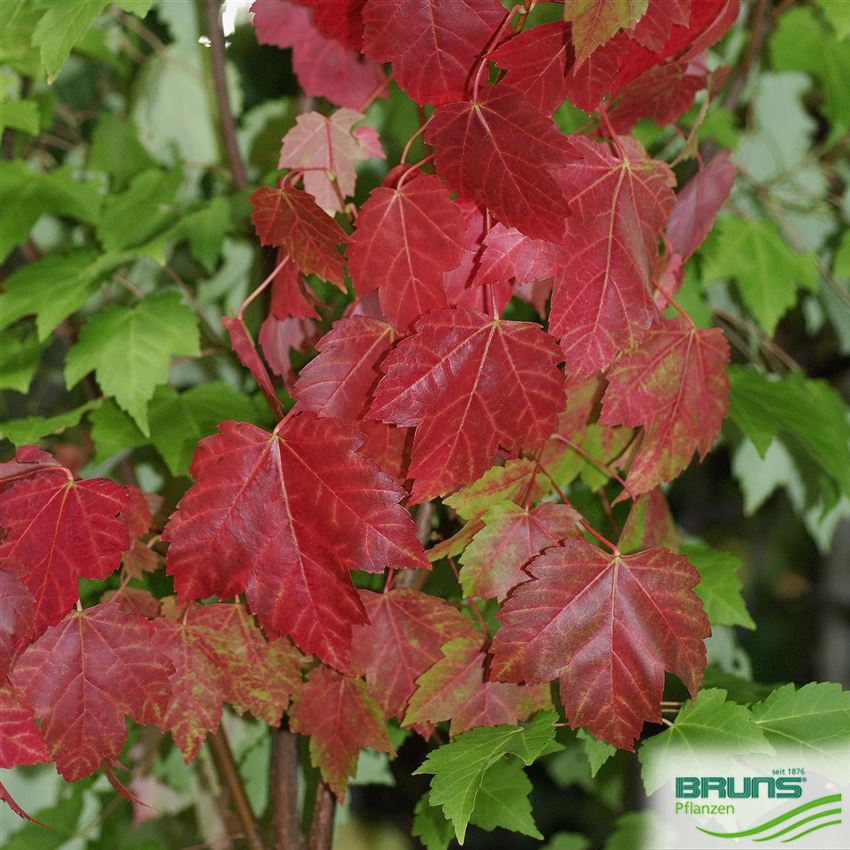 Acer rubrum 'Red Sunset' von Bruns Pflanzen