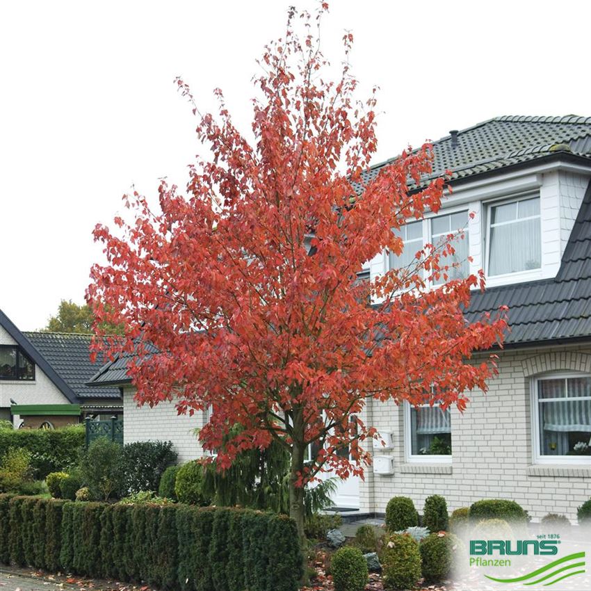Acer rubrum 'Red Sunset' von Bruns Pflanzen