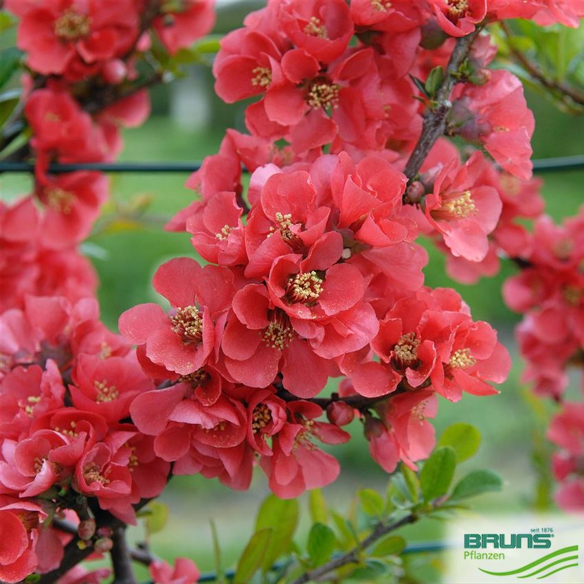 Chaenomeles speciosa von Bruns Pflanzen