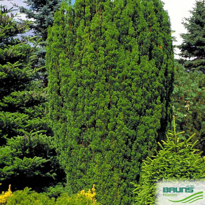Taxus baccata 'Fastigiata', Irish yew von Bruns Pflanzen