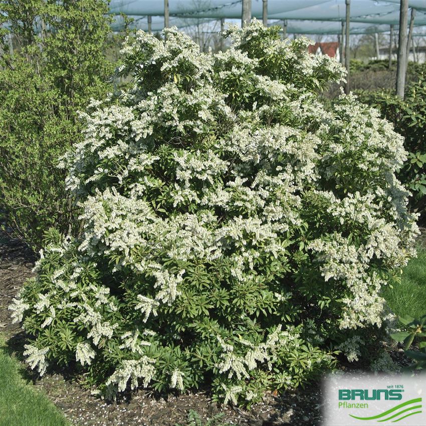 Pieris japonica 'Purity' von Bruns Pflanzen