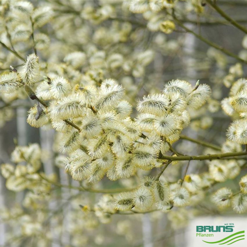 Salix caprea, saule marsault von Bruns Pflanzen