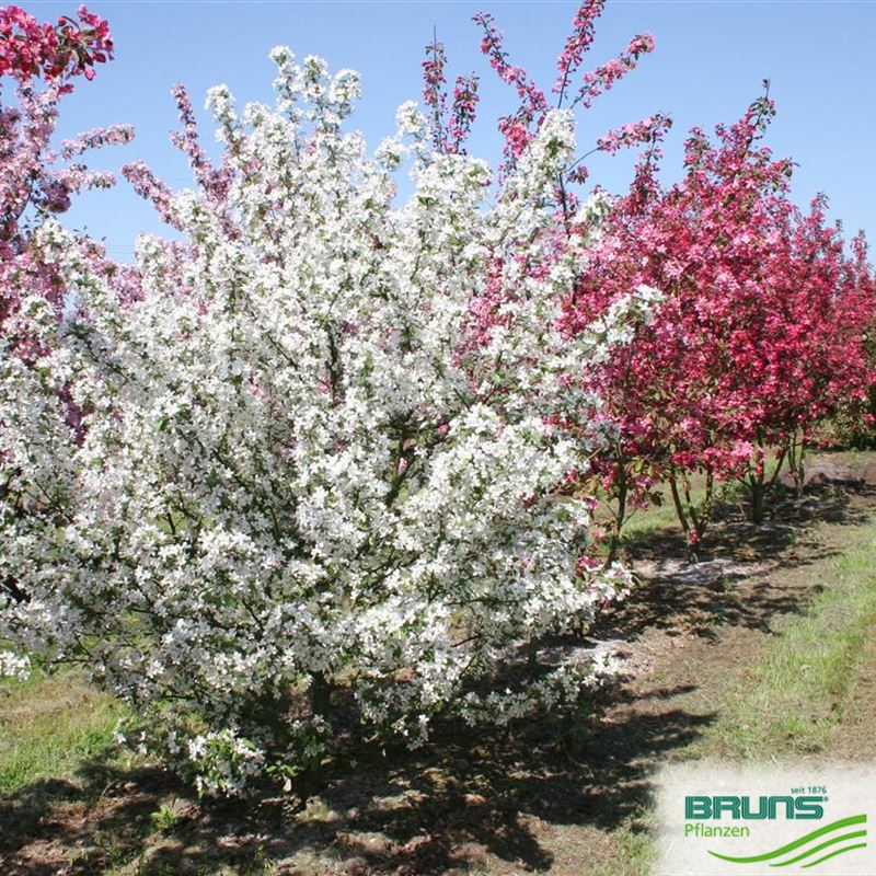 Malus 'Bob White' von Bruns Pflanzen