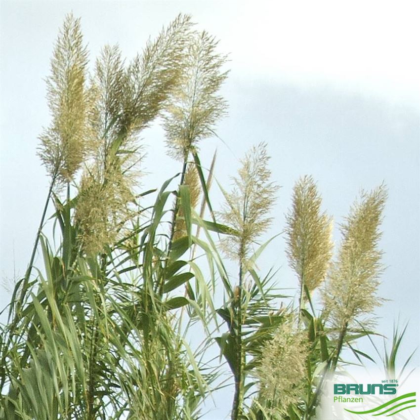 Arundo donax von Bruns Pflanzen