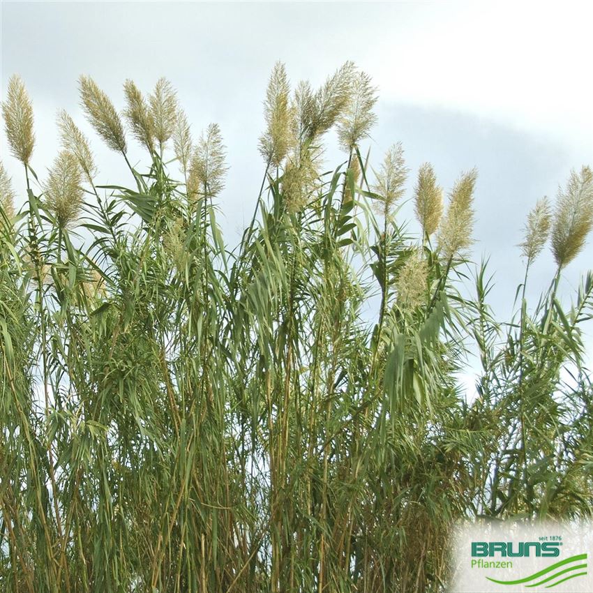 Arundo donax von Bruns Pflanzen