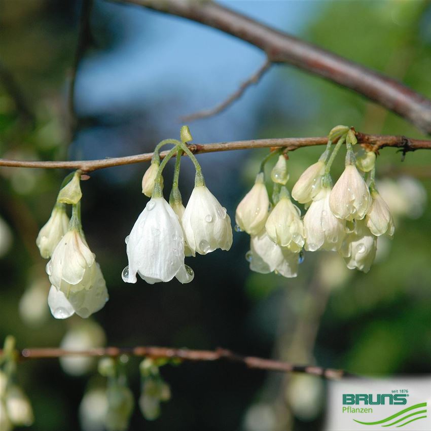 Halesia carolina, Snowdrop tree von Bruns Pflanzen