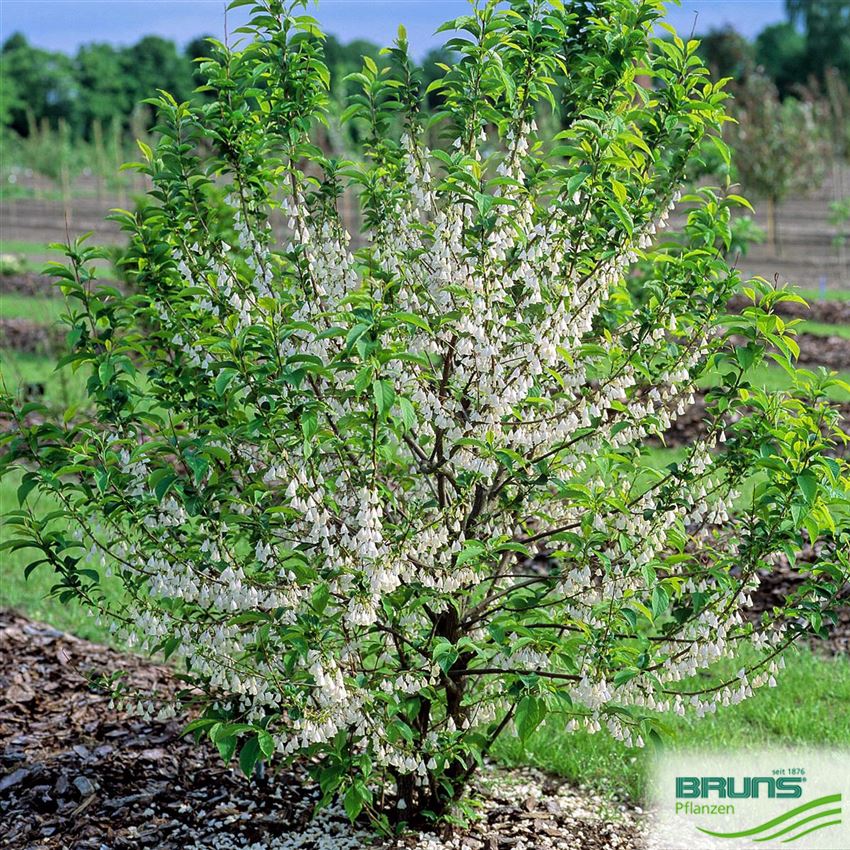 Halesia carolina, Snowdrop tree von Bruns Pflanzen