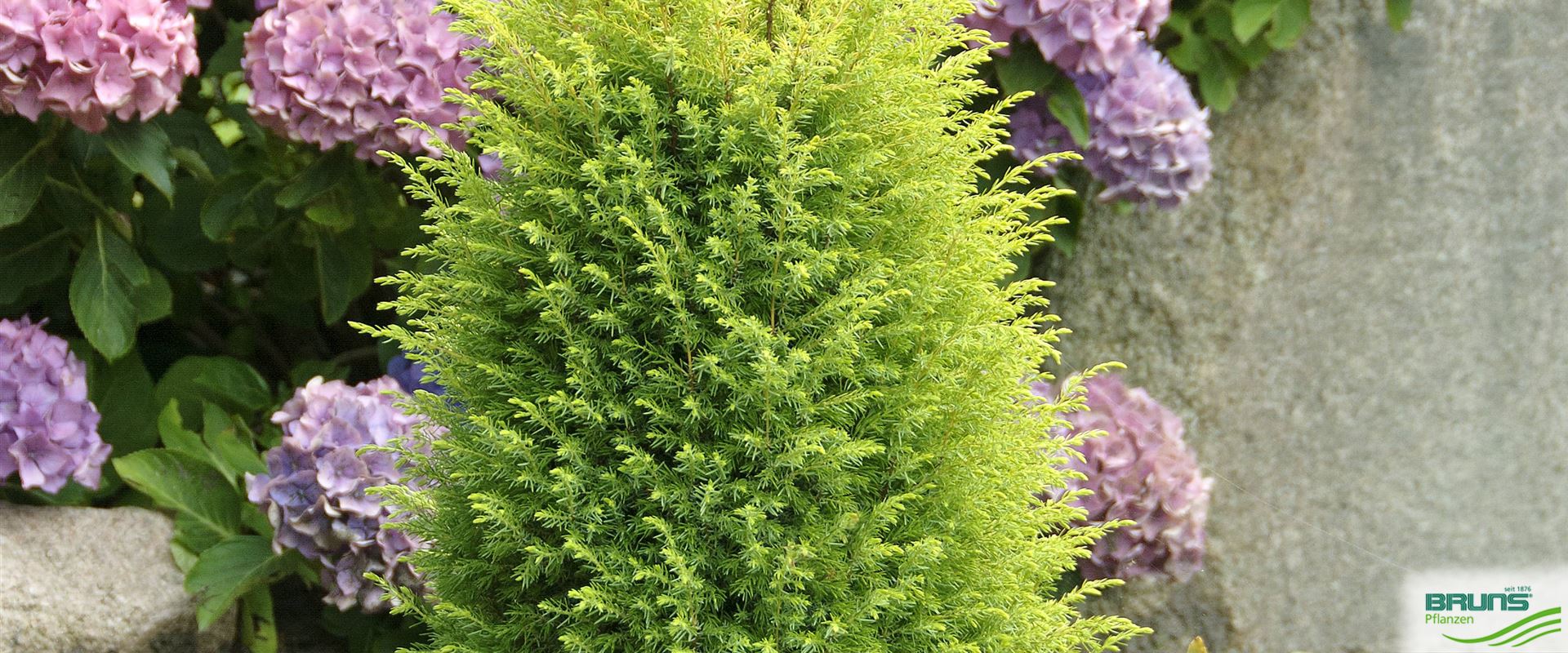 Juniperus communis 'Gold Cone' von Bruns Pflanzen
